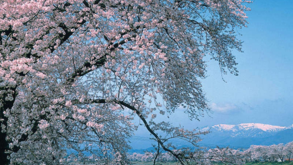 県内でも有名な桜の名所「白石川堤一目千本桜」
