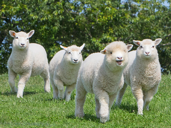 ホテルよりお車で約60分「マザー牧場」